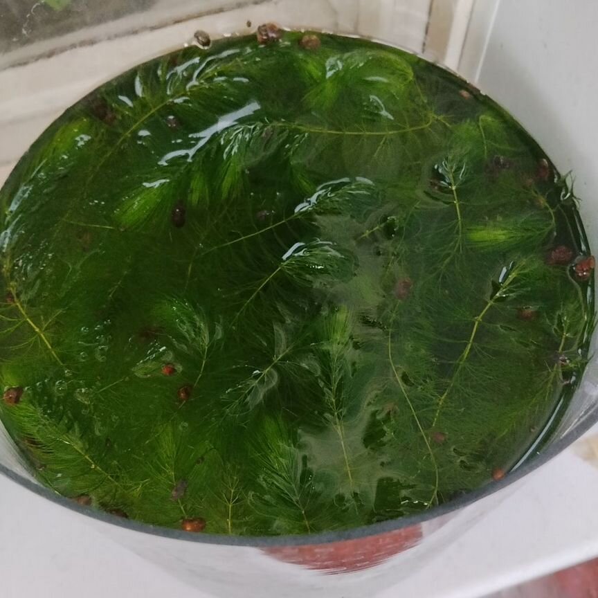 Растения для аквариума