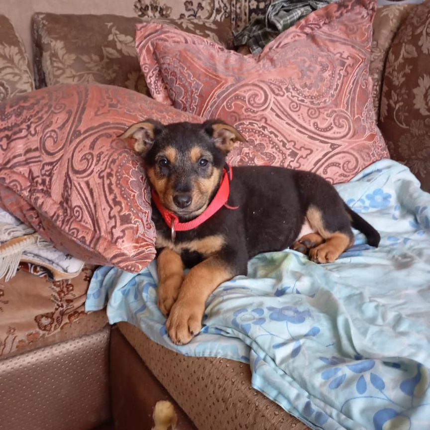 Маленький щенок в надёжные руки