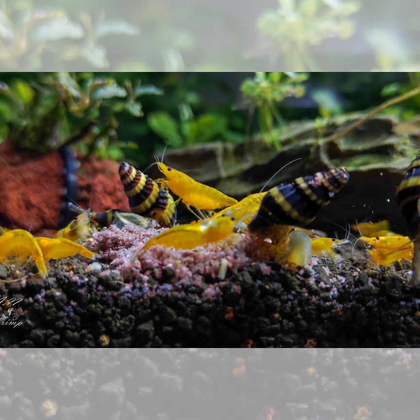 Аквариумные креветки и улитки