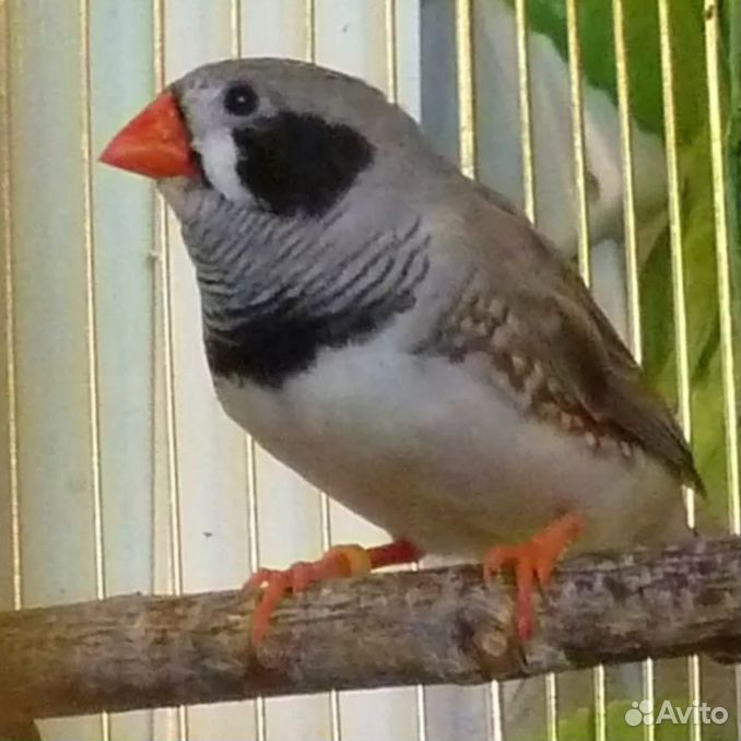 Зебровая амадина самец, птенец