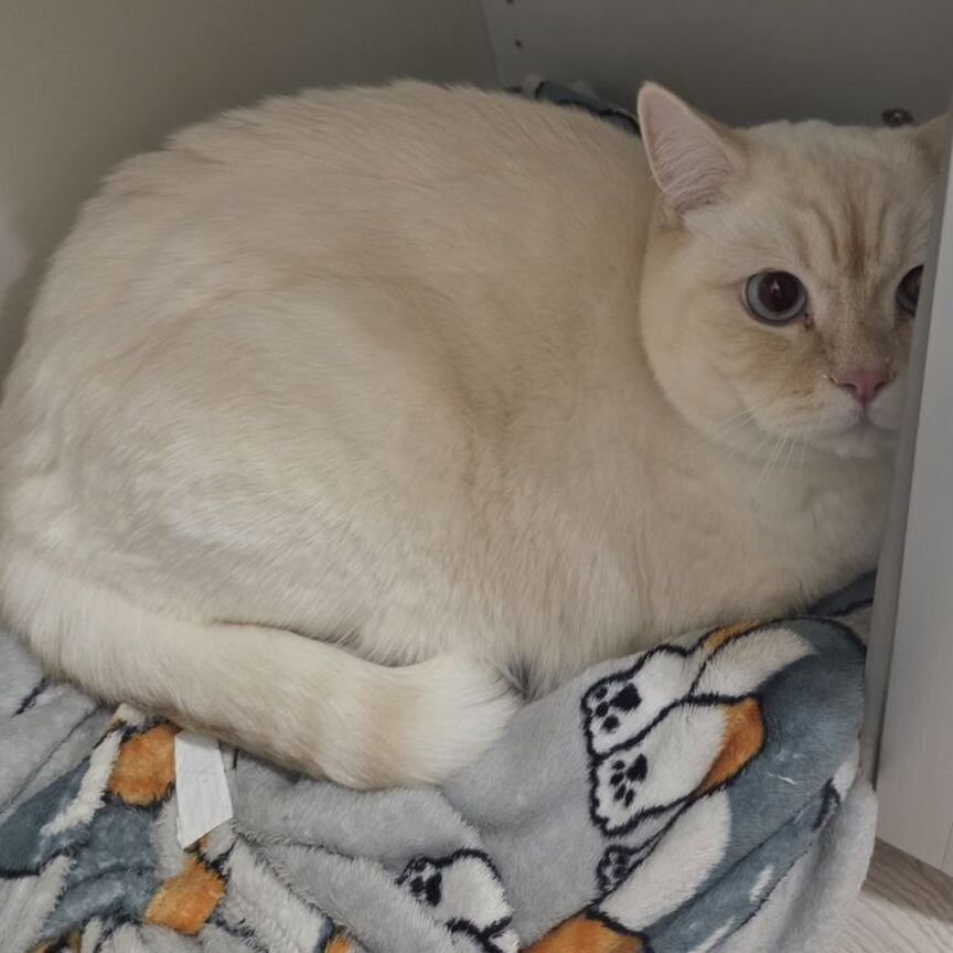 Шотландский прямоухий короткошёрстный, взрослый кот