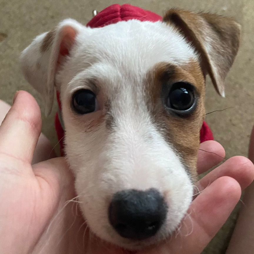 Джек рассел терьер