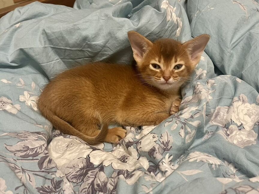 Абиссинская