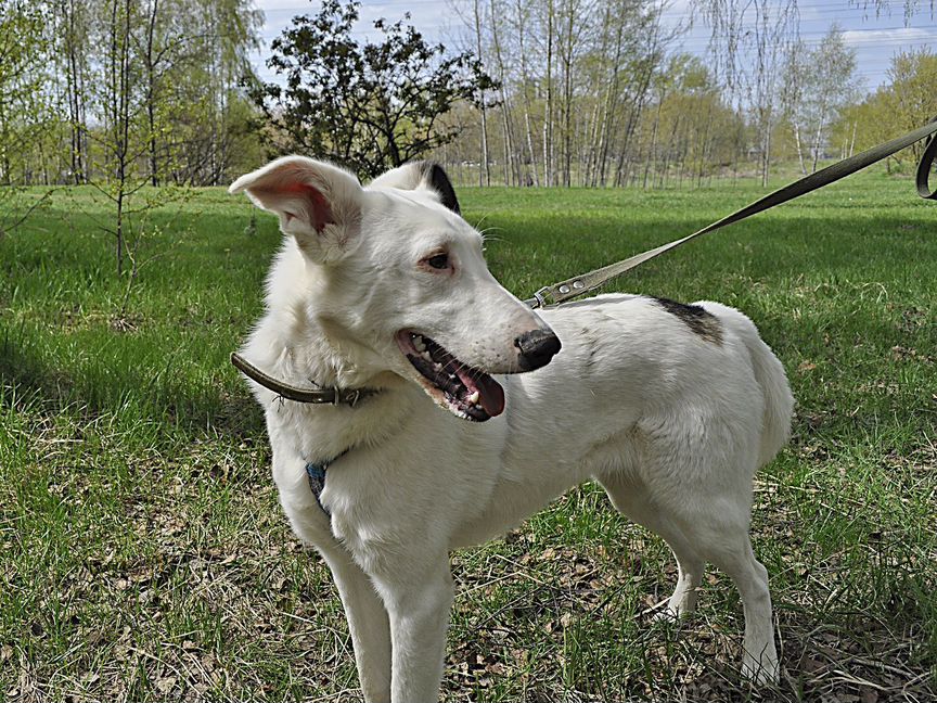 Молодой пес Кокос ищет дом