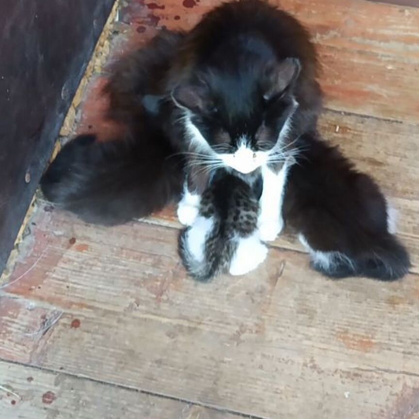 Котёнок в добрые руки