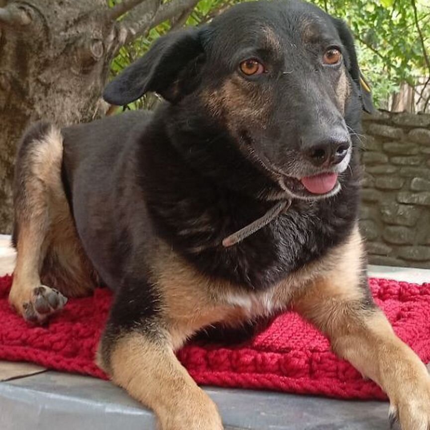 Веста живёт в кошачьем приюте