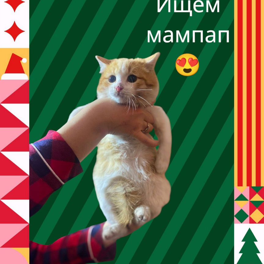 Рыжий комочек счастья