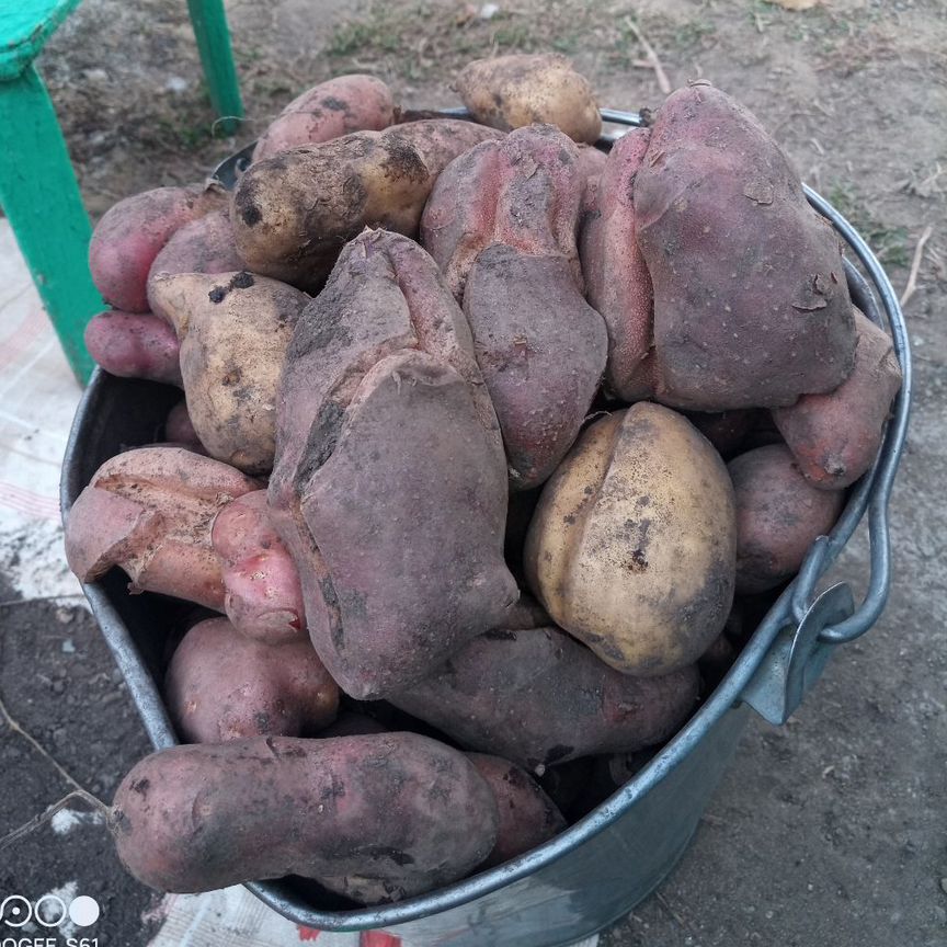 Продам картофель на корм скоту