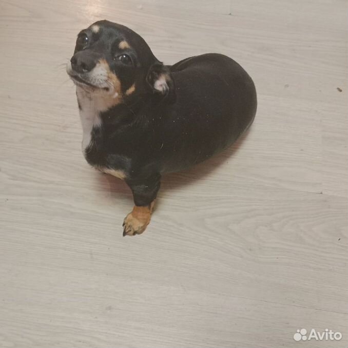 Девочка Чивини