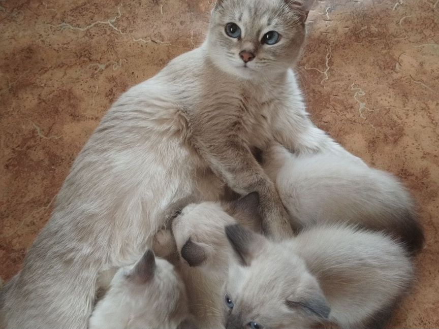 Тайские котята