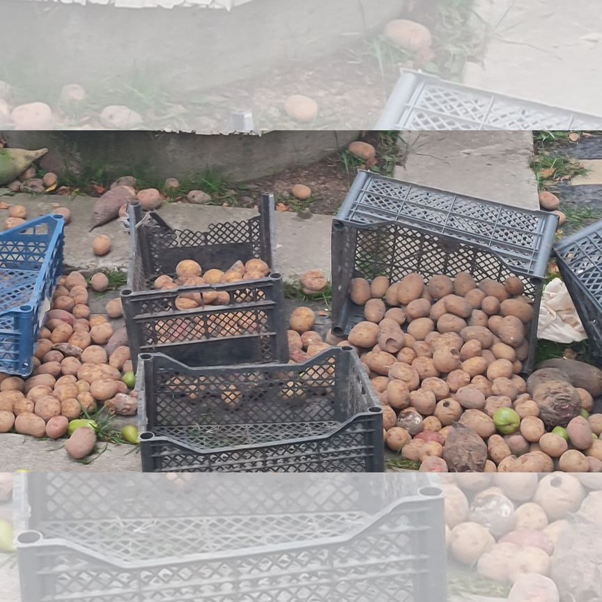 Продам картошку на корм скоту