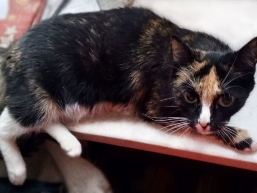 Кошка в дар бесплатно