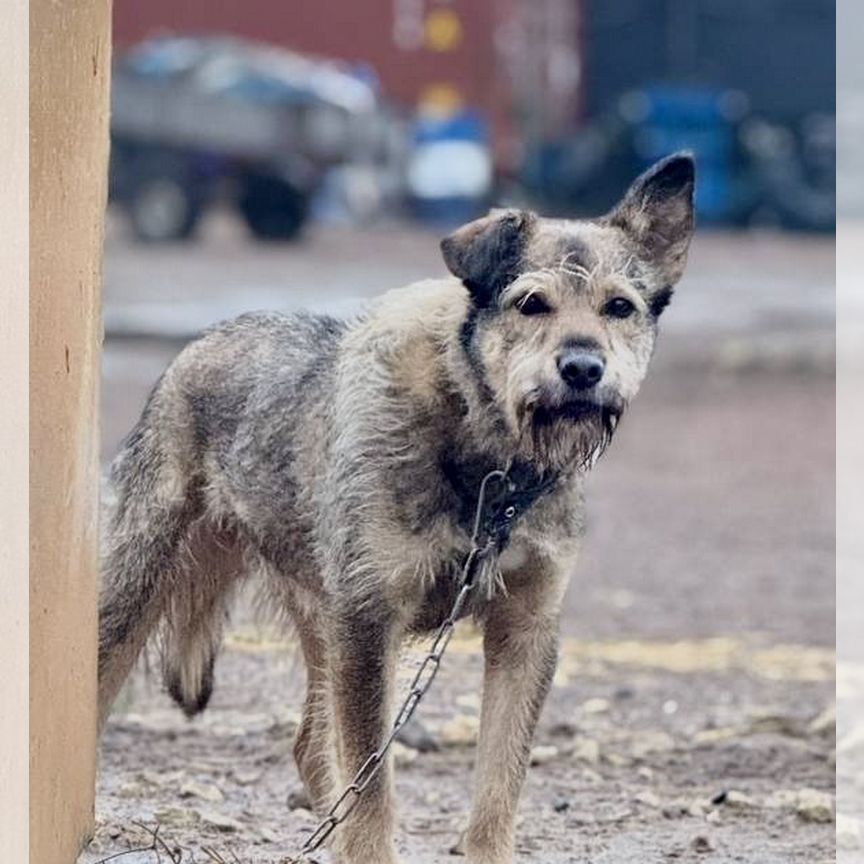 Взрослая собака в добрые руки