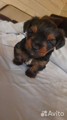 Йоркширский терьер