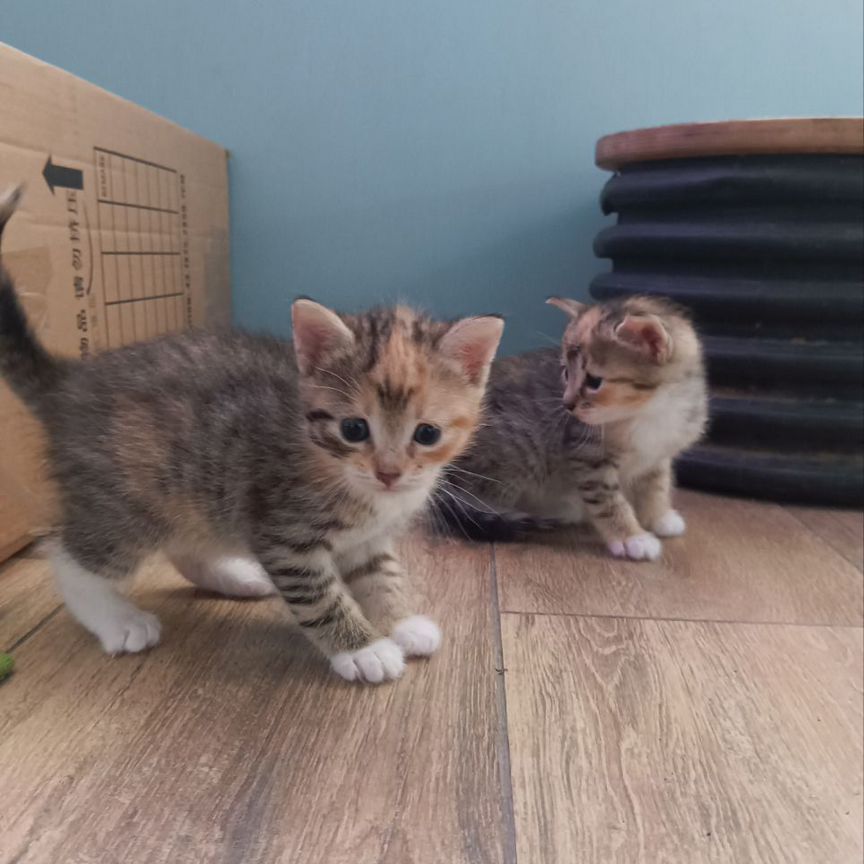 Отдам котят