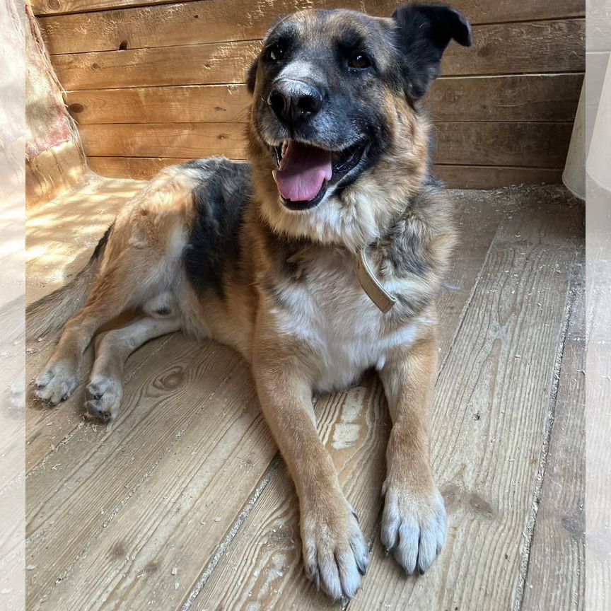 Немецкая овчарка ждет маму