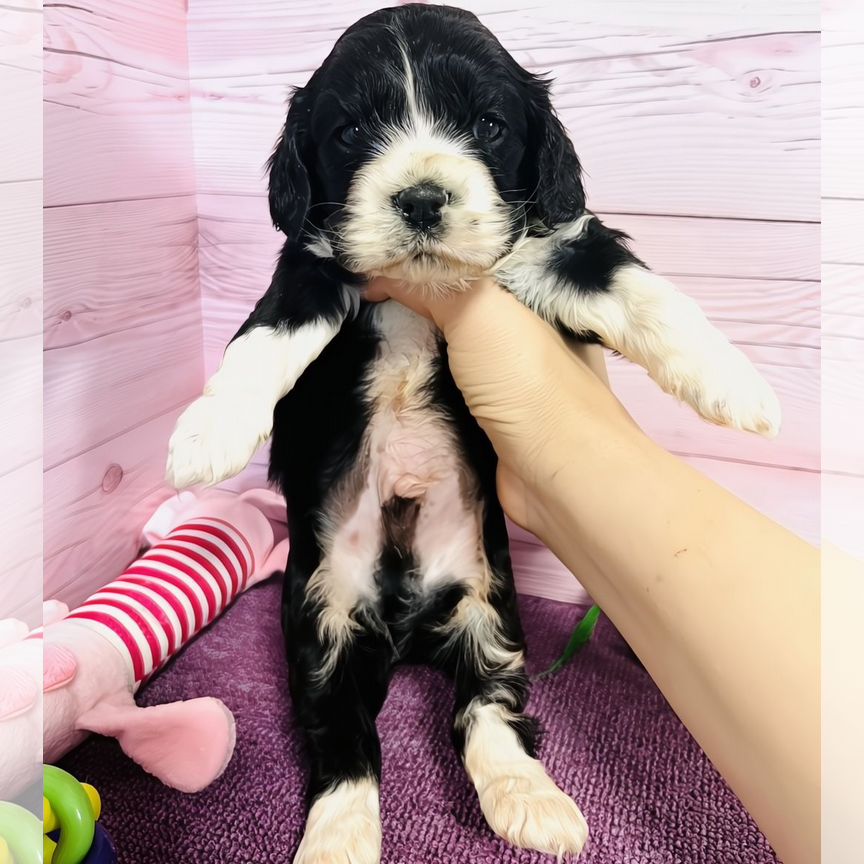 Кавалер кинг-чарльз-спаниель, щенок