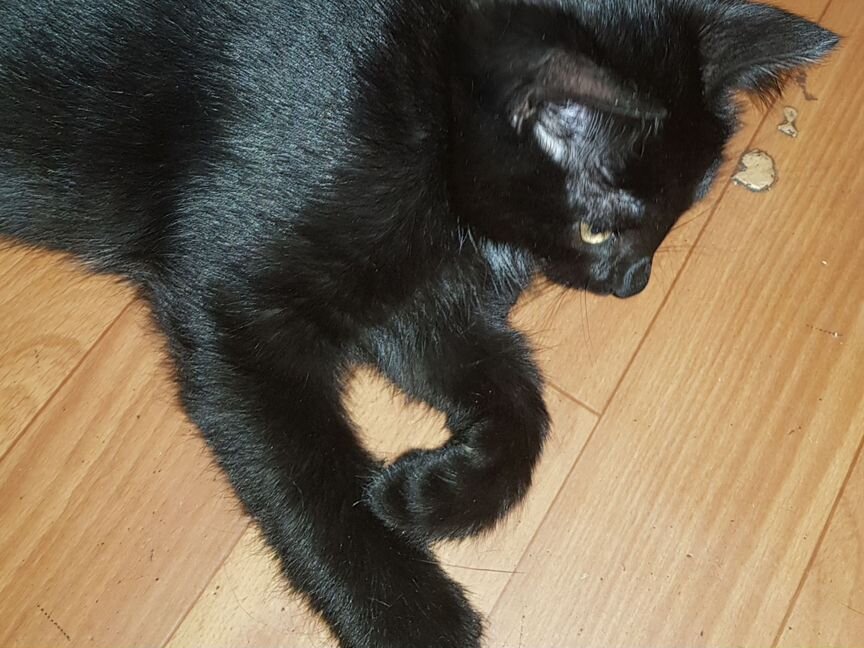 Красавчик 3 мес