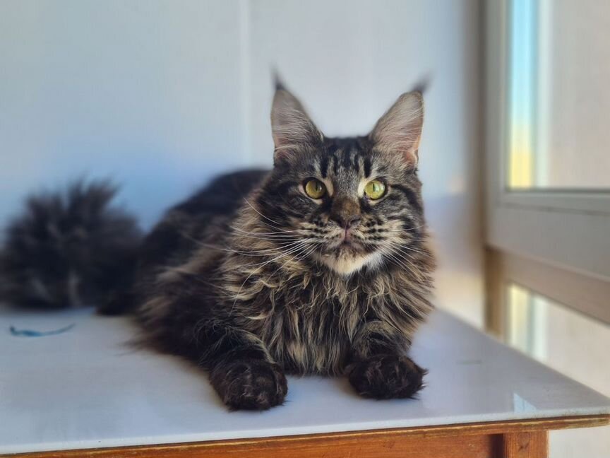 Мейн-кун котик