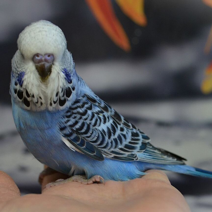 Птенцы Выставочного волнистого попугая (ввп,чехи)