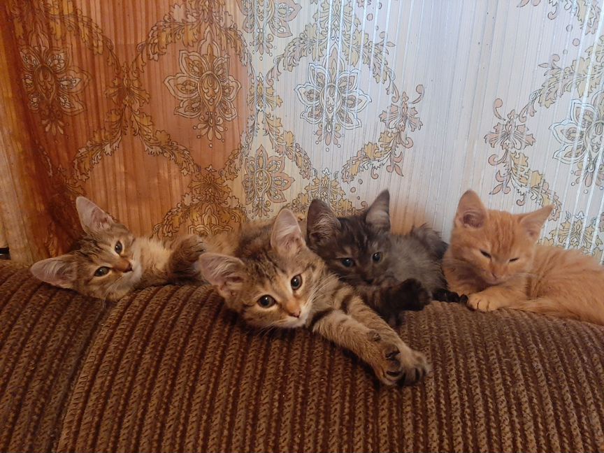 Котята в добрые руки бесплатно