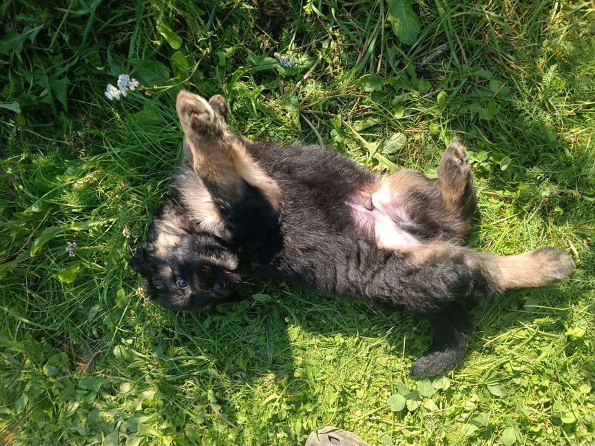 Щенки немецкой овчарки длинношерстной