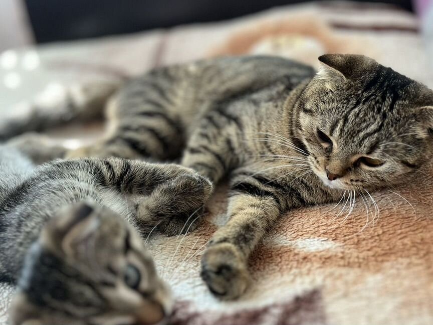 Котята