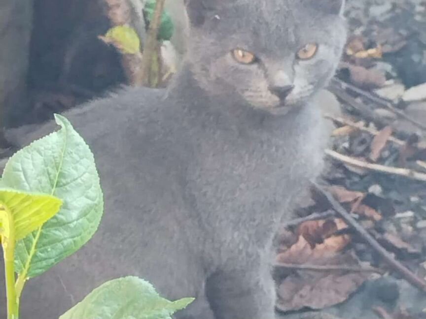 Котята 3 мес. В дар