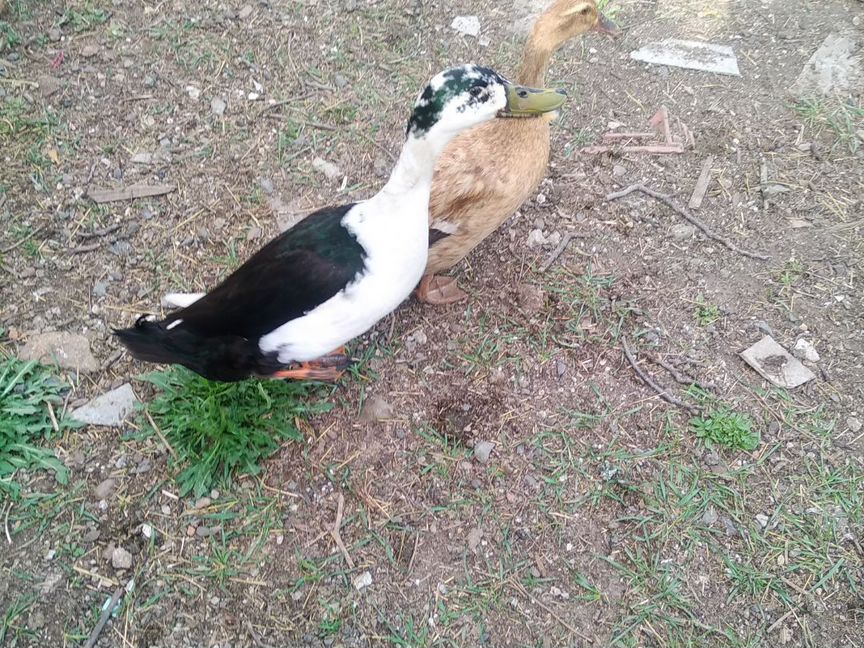 Утята индийский бегунок