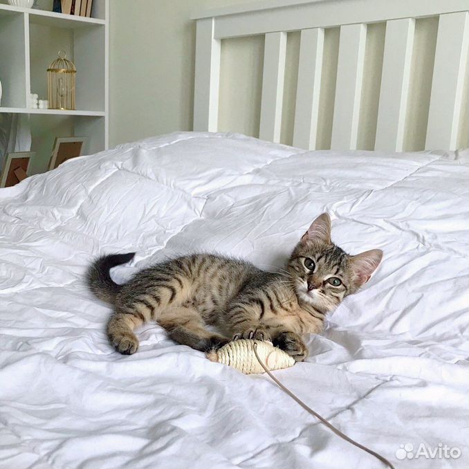 Славный котёнок ищет хощяев