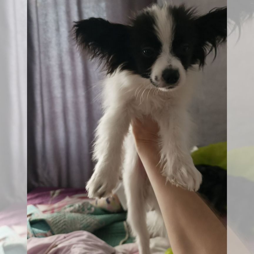 Континентальный той-спаниель папильон, щенок