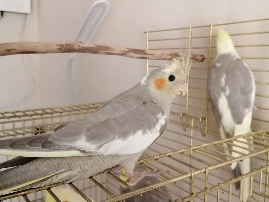 Попугай карелла