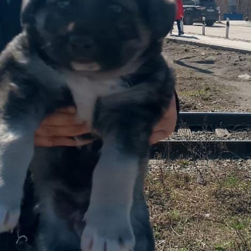 Щенок