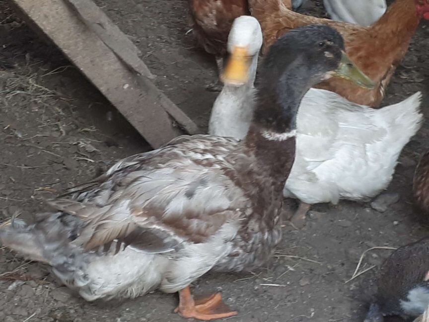 Руанская утка