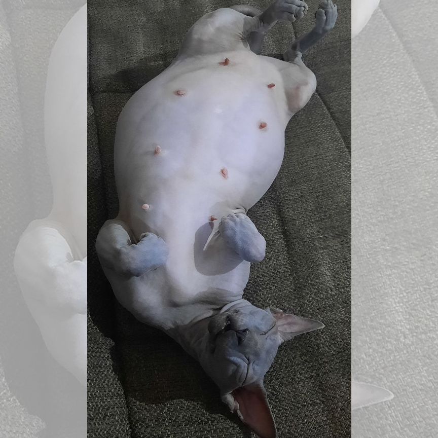 Канадский сфинкс котёнок