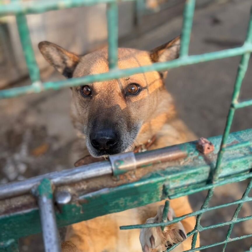 Отдам собаку в добрые руки