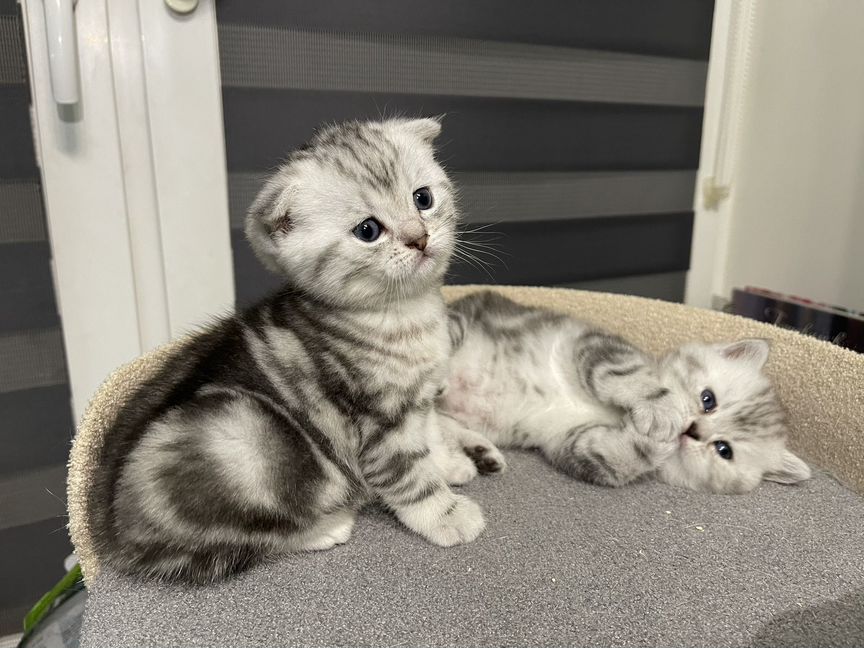 Шотландские котята