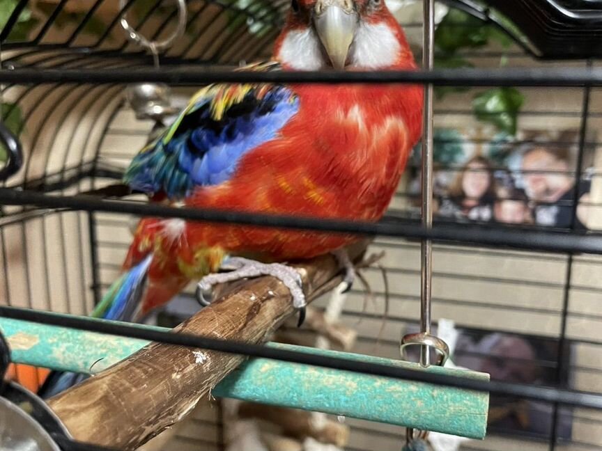 Попугай Розелла