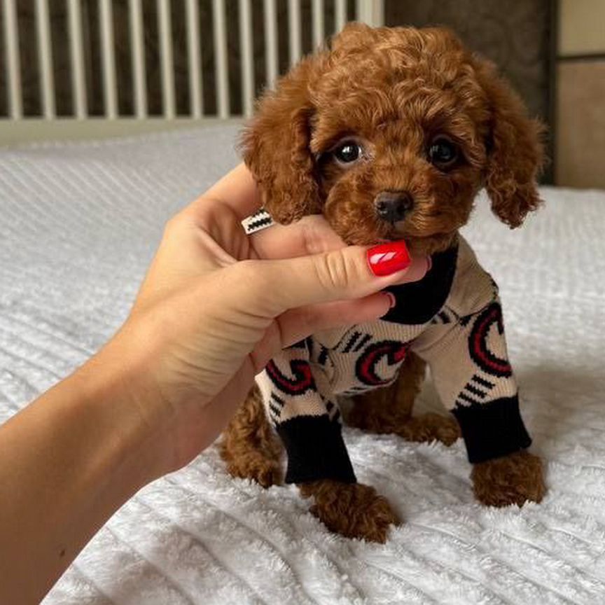 Той-пудель, щенок