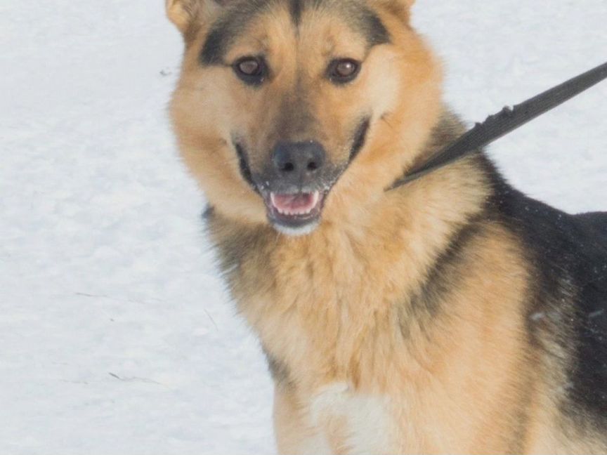 Ася ищет дом