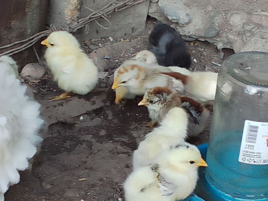 Карликовые куры (цыплята)