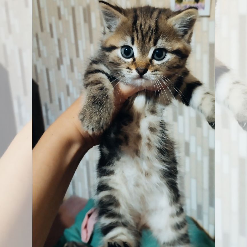 Шотландская