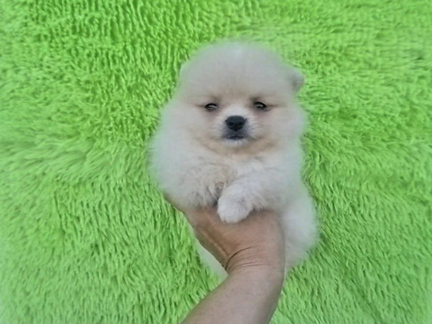 Пушистые малыши шпицы