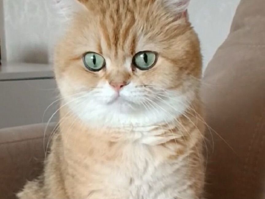 Кошка британка