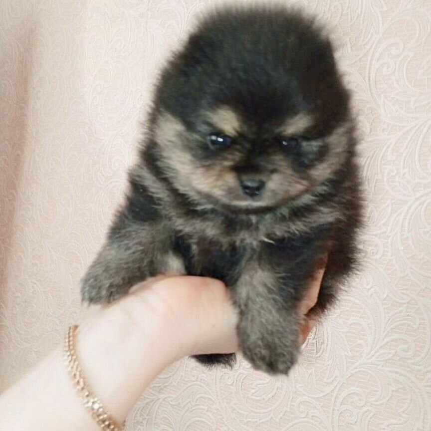 Померанский шпиц