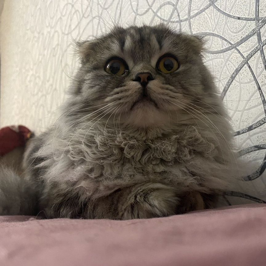 Кошка вязка