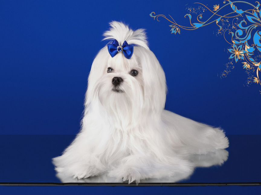 Мальтезе кобель