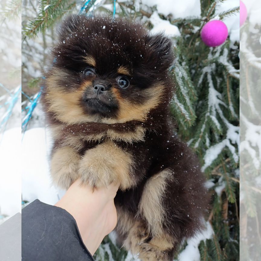 Померанский шпиц, щенок