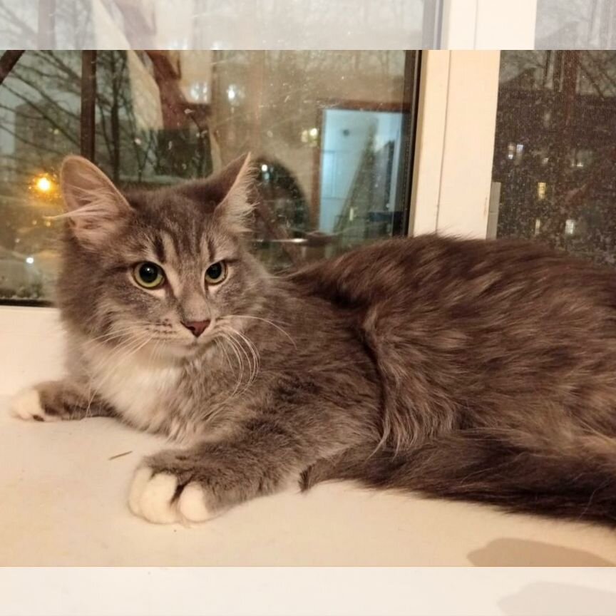 Сибирский котёнок