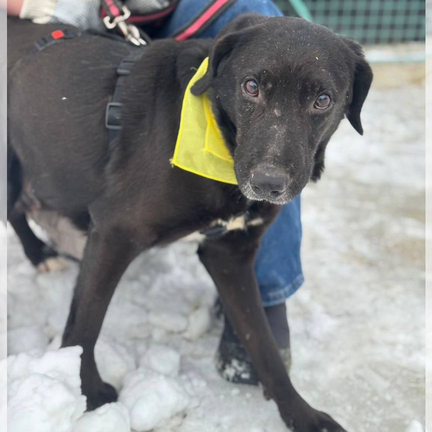 Взрослый пёс в добрые руки